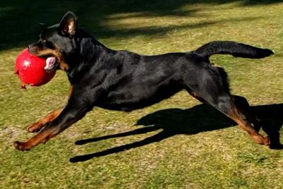 HEALTHY ROTTWEILERS